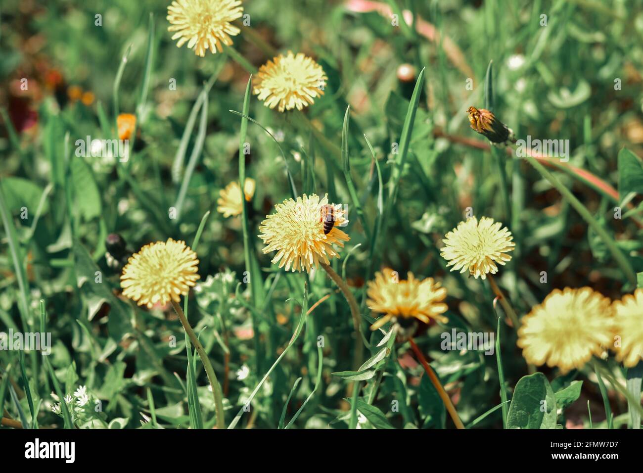 Sunny field of tall grass surrounding yellow milkwort flowers with bees ...