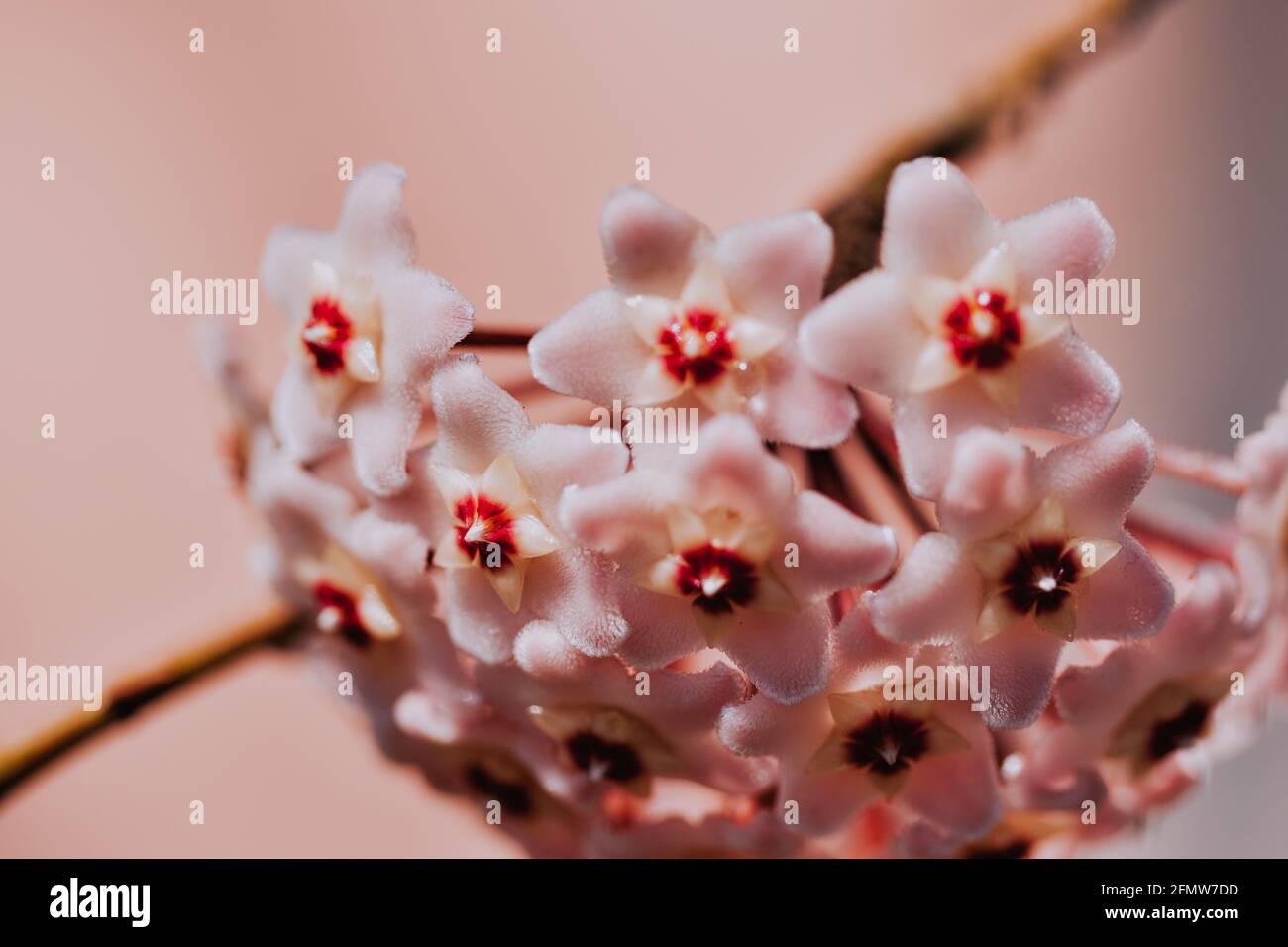 Closeup of beautiful Hoya carnosa flowers on a thin branch with a ...
