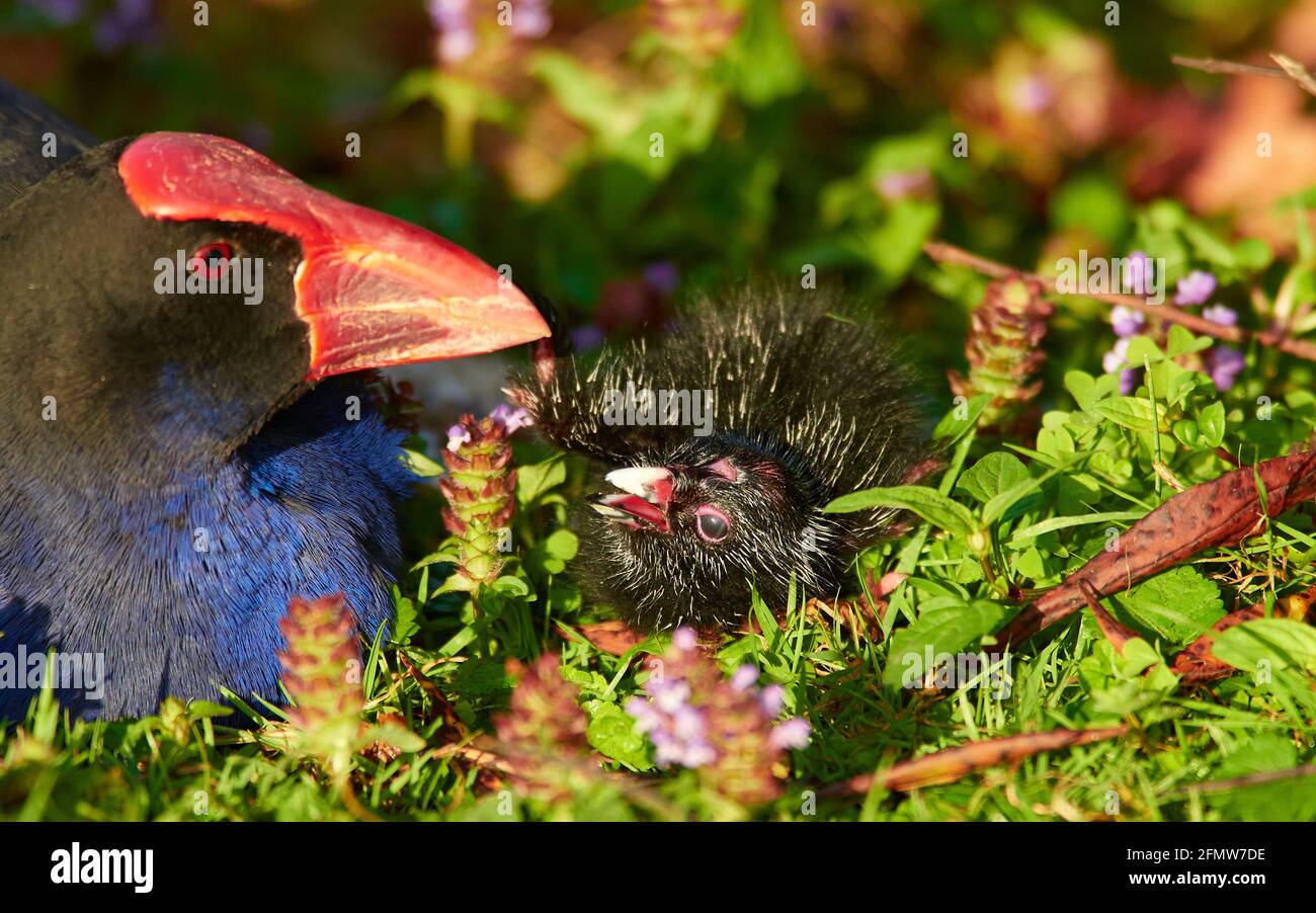 Nurturing hi-res stock photography and images - Alamy