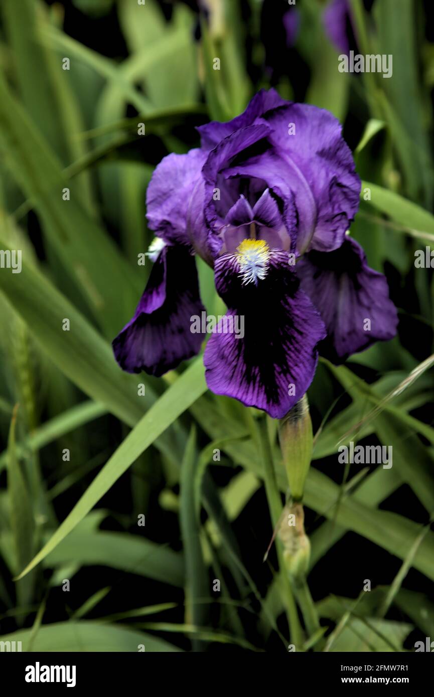 Irises in bloom hi-res stock photography and images - Alamy