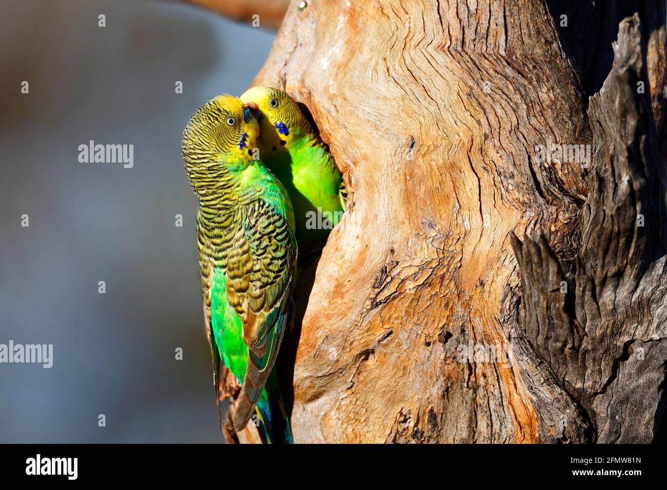 Budgerigar, Parrot, (Melopsittacus undulatus) in the wild, South ...