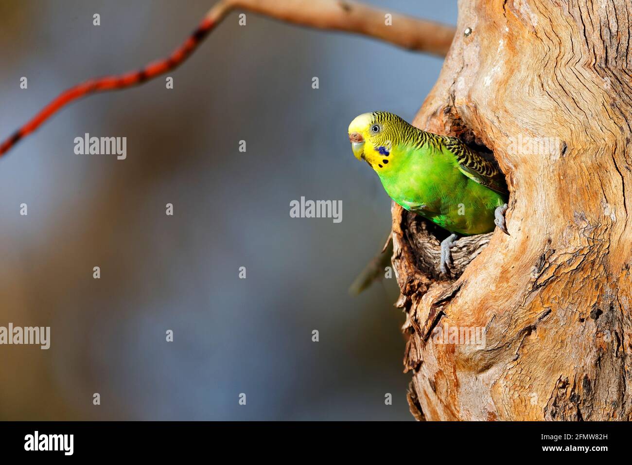 Budgerigar, Parrot, (Melopsittacus undulatus) in the wild, South ...