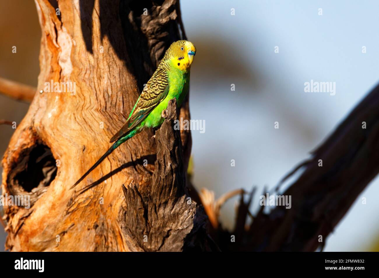 Budgerigar, Parrot, (Melopsittacus undulatus) in the wild, South ...
