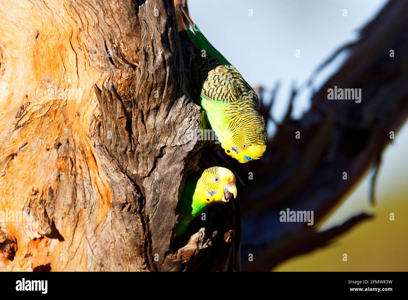 Budgerigar australia hi-res stock photography and images - Alamy