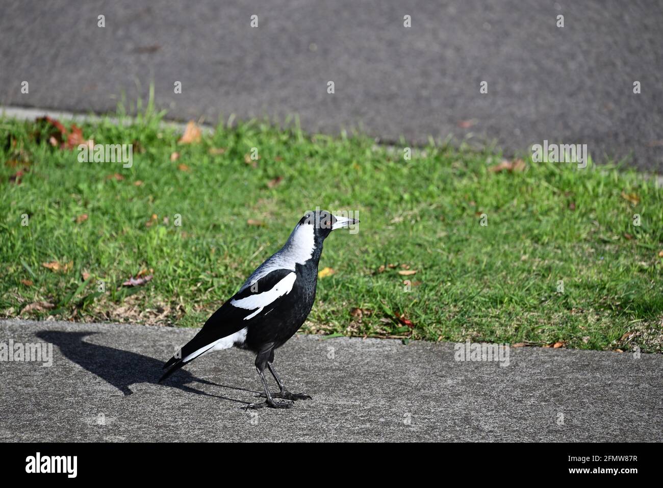 An Australian magpie with a blade of grass atop its beak standing on a ...