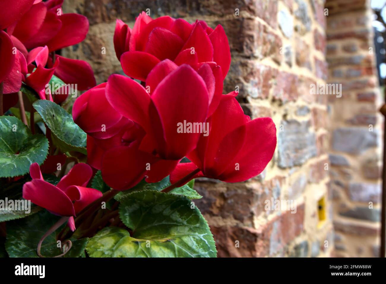 Potted red cyclamen seen up close Stock Photo - Alamy