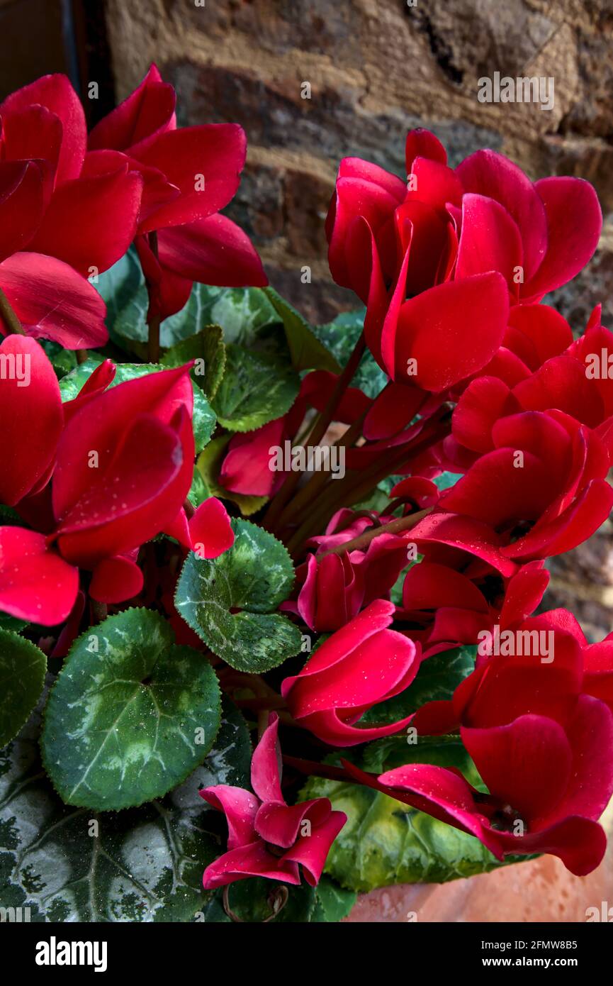 Potted red cyclamen seen up close Stock Photo - Alamy