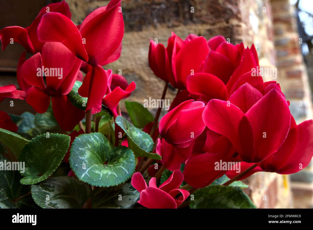 Potted red cyclamen seen up close Stock Photo - Alamy