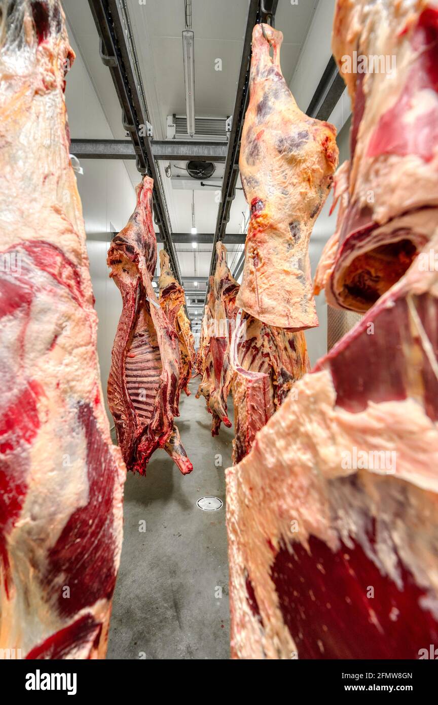 Chopped beef carcasses Stock Photo - Alamy