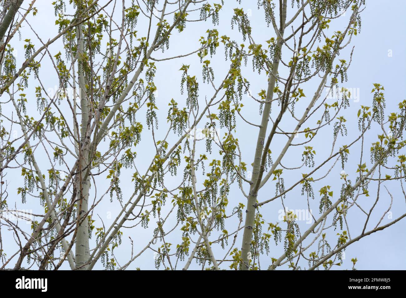 Betula papyrifera paper birch hi-res stock photography and images - Alamy