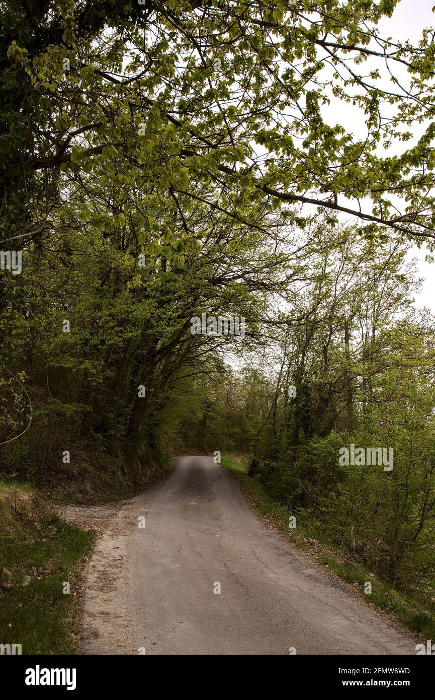 Country road in a grove in the italian hillside Stock Photo - Alamy