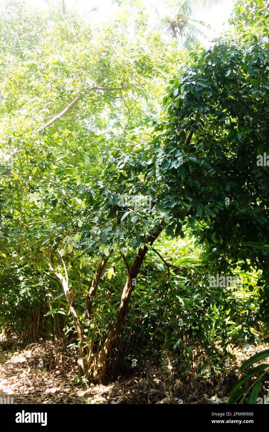 Cinnamon cultivation from Zanzibar, Tanzania. Spices cultivation ...