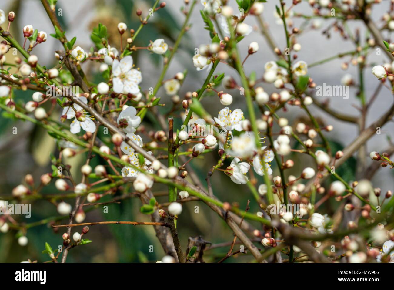 Closeup shot of beautiful cherry blossoms on tree branches Stock Photo ...