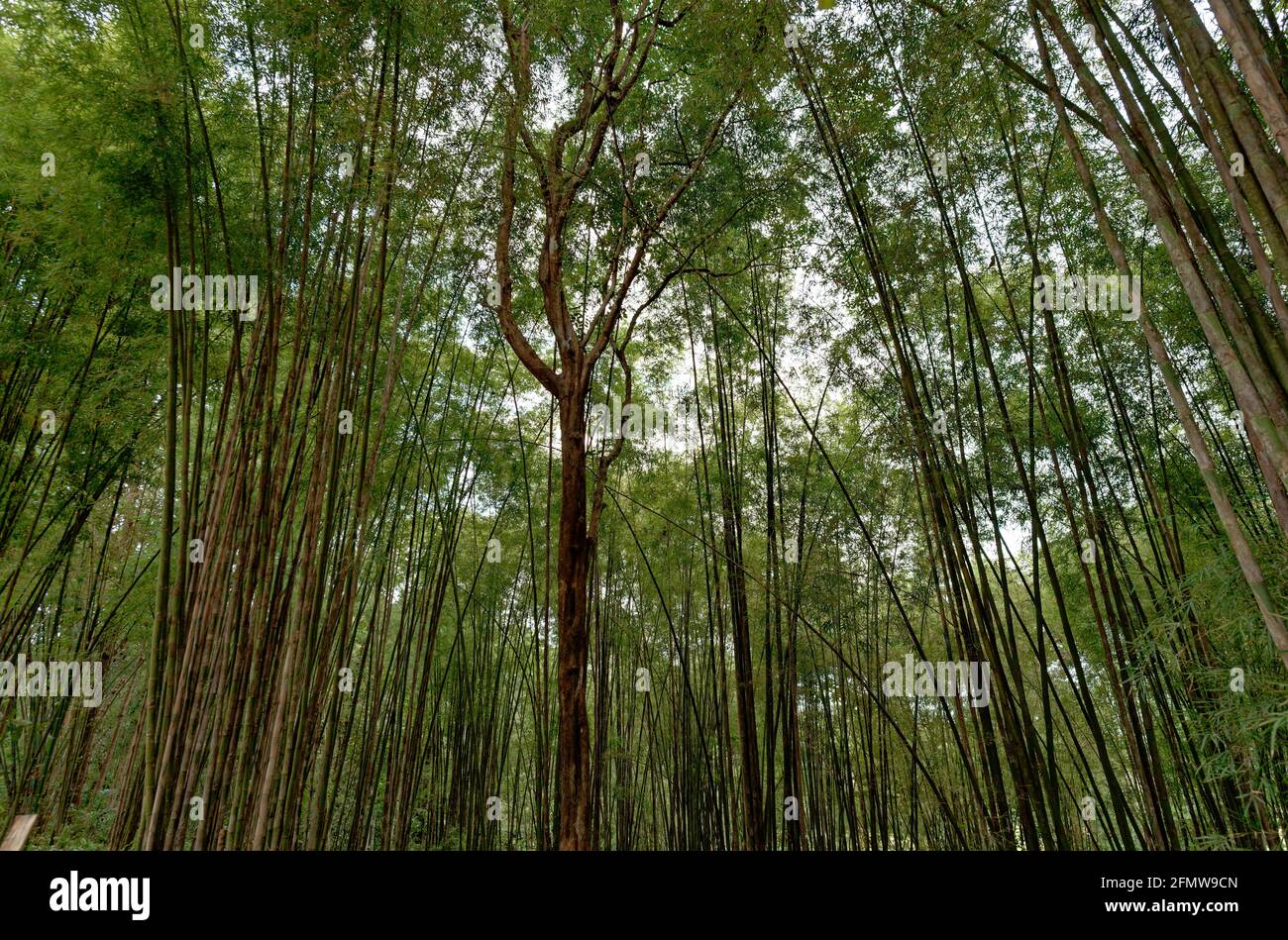 Hidden Beauty of Mysterious Bamboo Forest at dark, moody noon in Nan ...