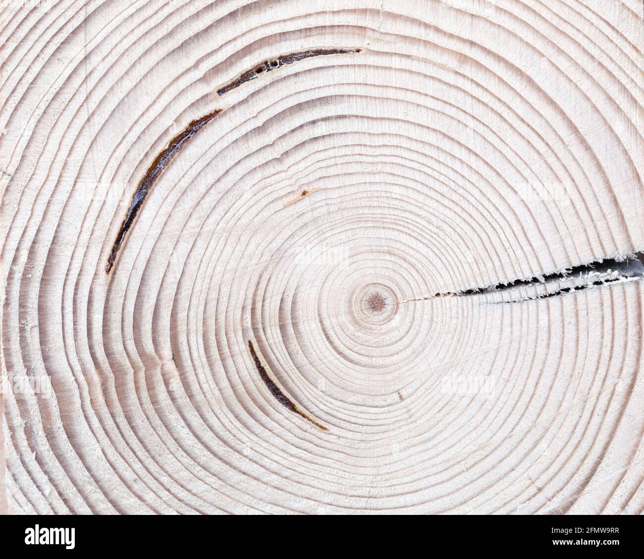 Tree wood cut with annual ring as natural texdtured background Stock ...