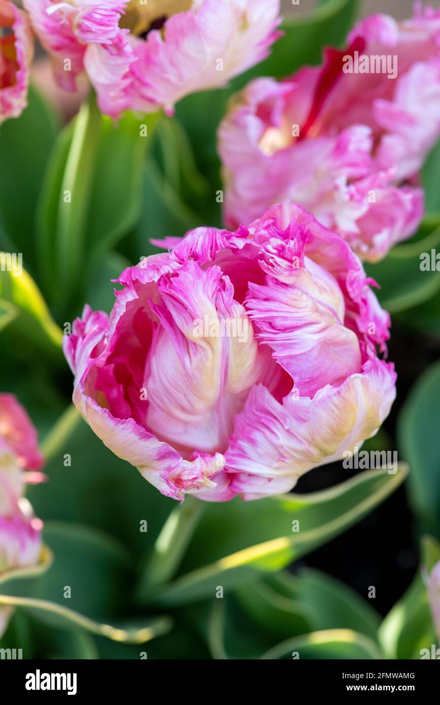 Flowers with ruffled petals hi-res stock photography and images - Alamy