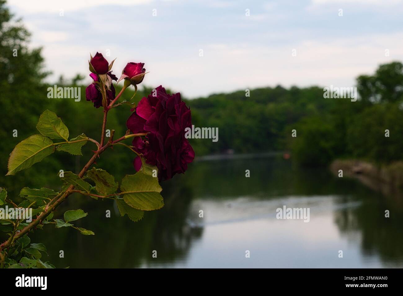River rose hi-res stock photography and images - Alamy