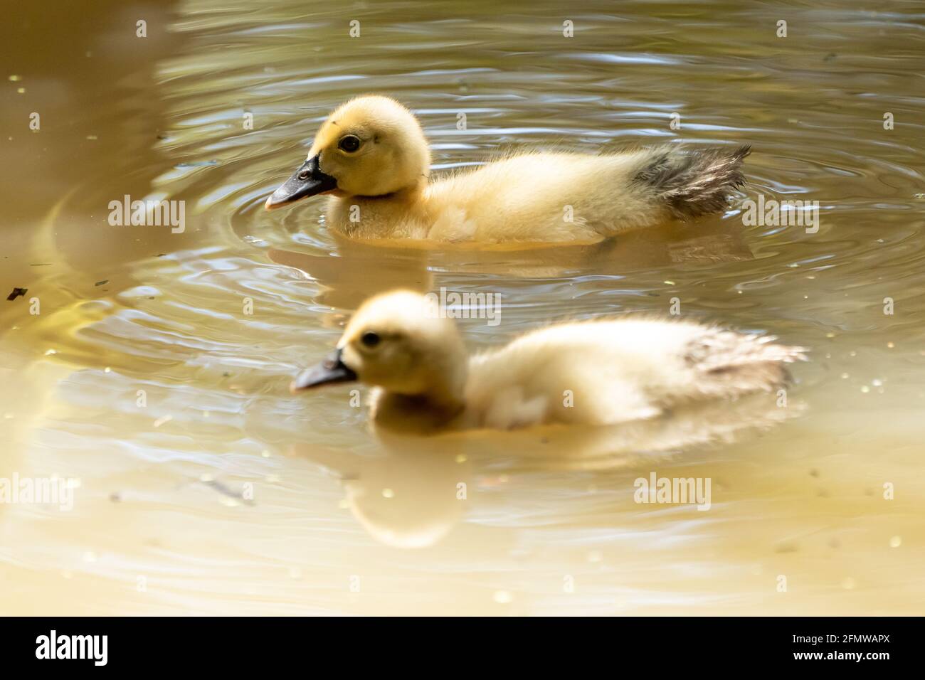 Baby Ducklings Swimming
