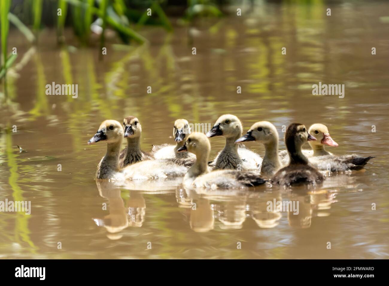 Baby Ducks Swimming High Resolution Stock Photography and Images - Alamy