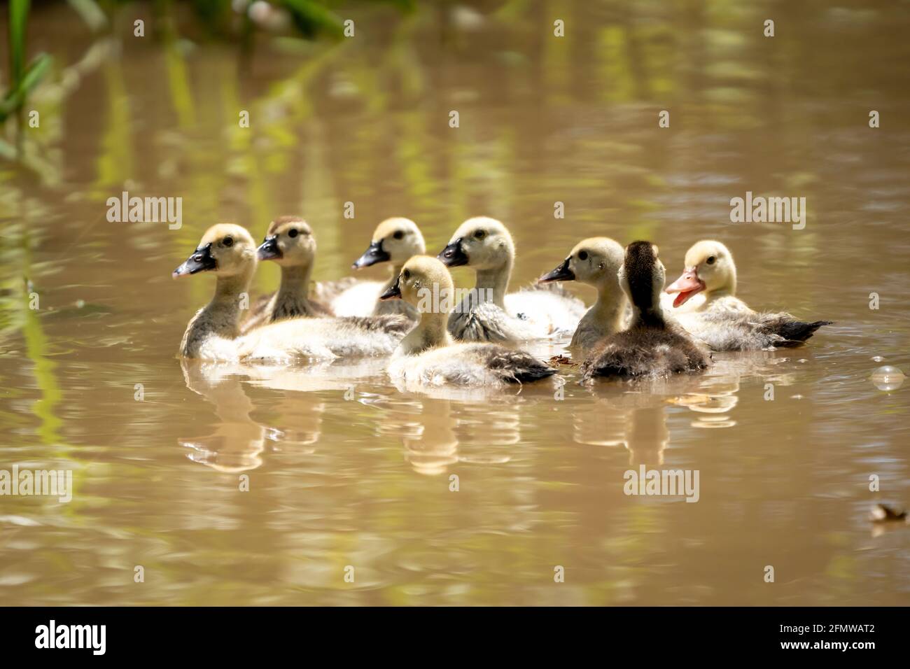 Eight Baby ducks swimming in the Amazon River in Peru Stock Photo - Alamy