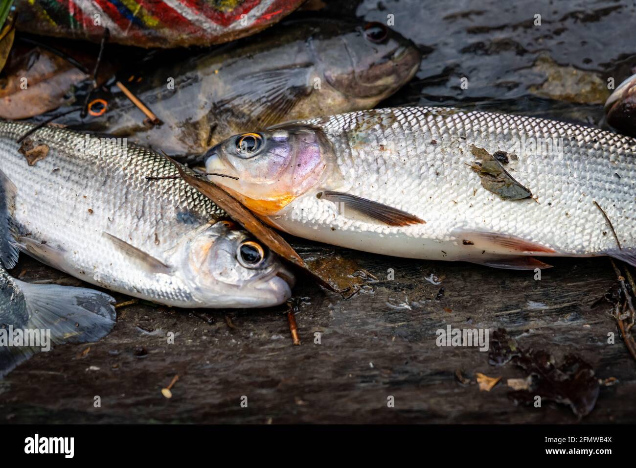 Wild-caught fish from the Peruvian Amazon Stock Photo - Alamy