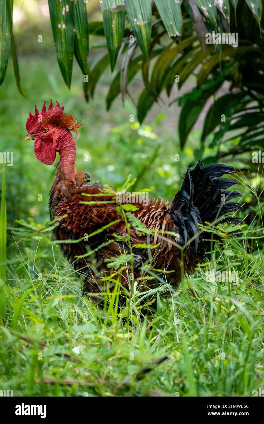 Domestic rooster in the Amazon rainforest of Peru Stock Photo - Alamy