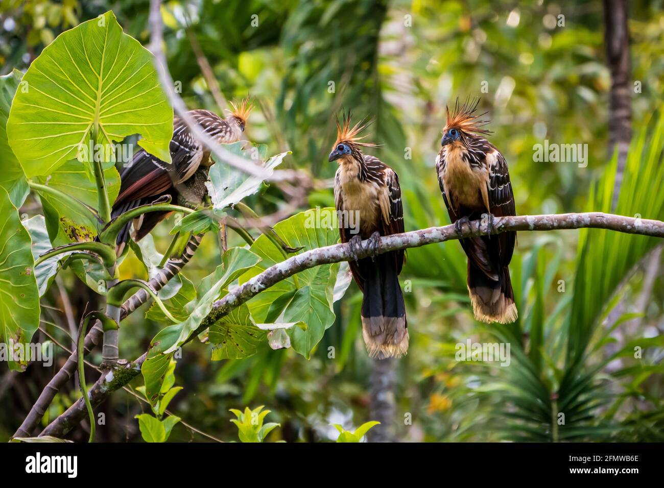 Hoatzin birds (Opisthocomus hoazin Stock Photo - Alamy