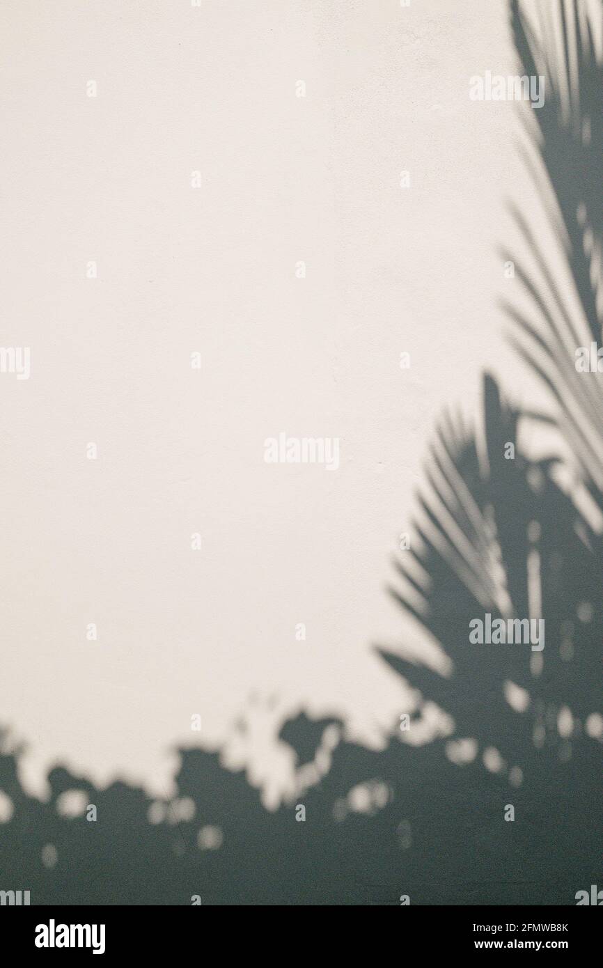 Palm leaves shadow on cement wall background Stock Photo - Alamy