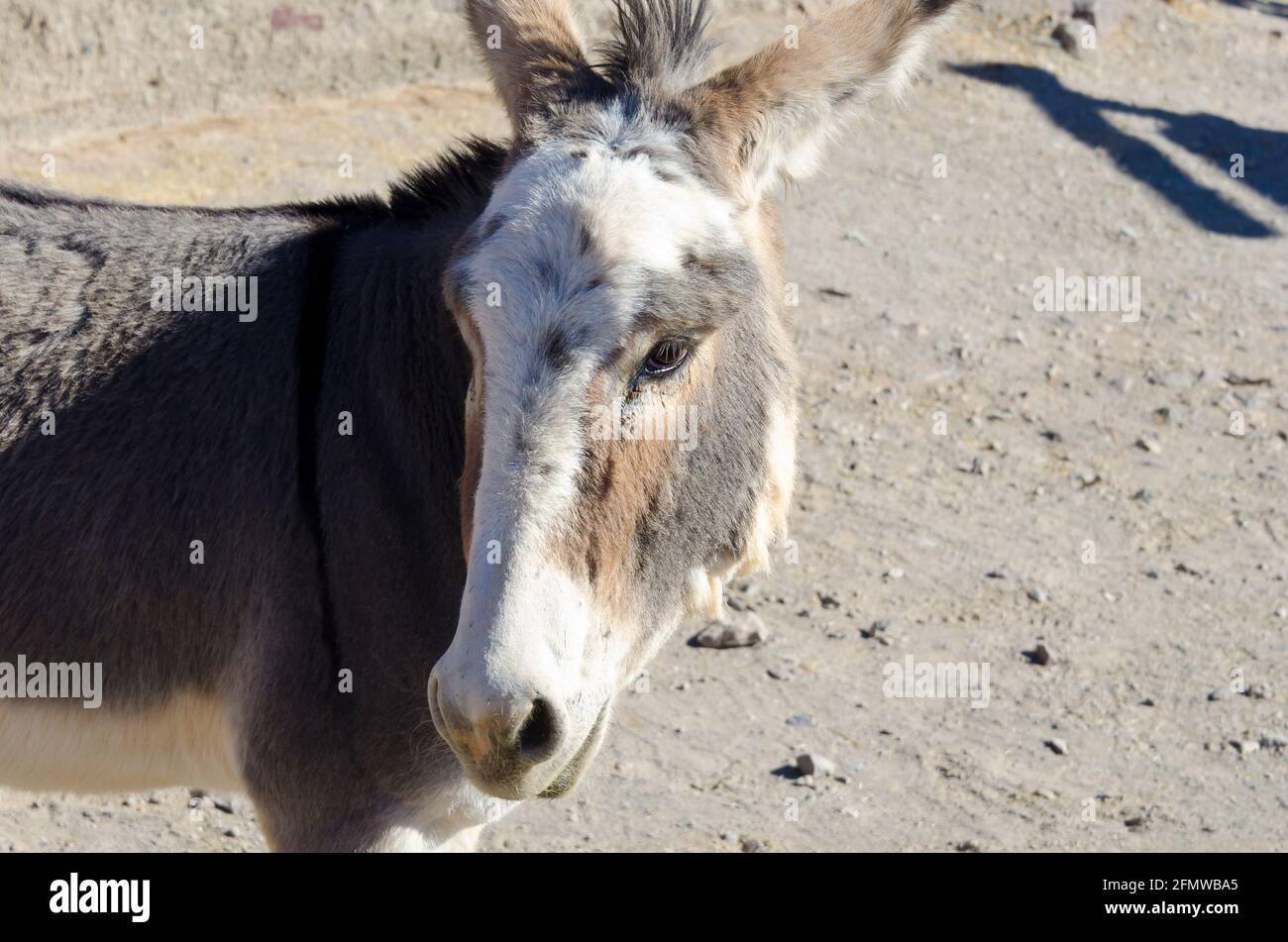 Feral donkey hi-res stock photography and images - Alamy