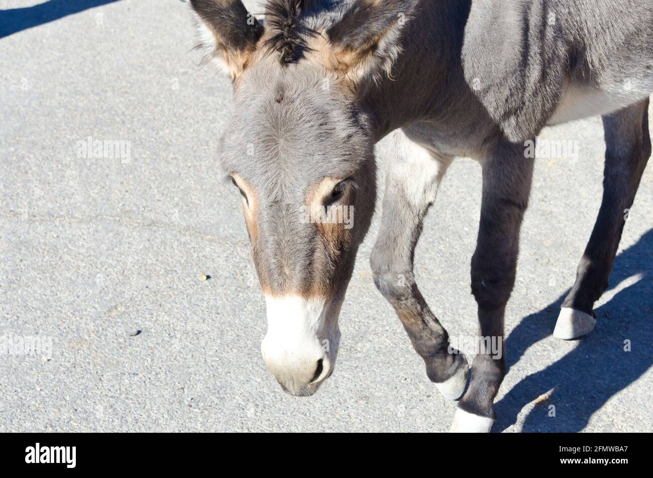 Feral donkey hi-res stock photography and images - Alamy