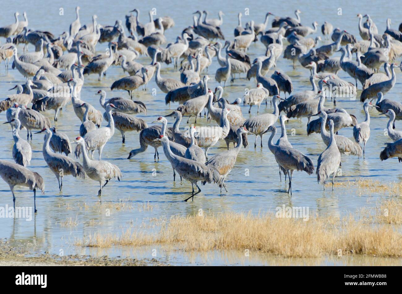 Sandhill Cranes and other birds at Willcox Playa Wildlife Area, Arizona ...