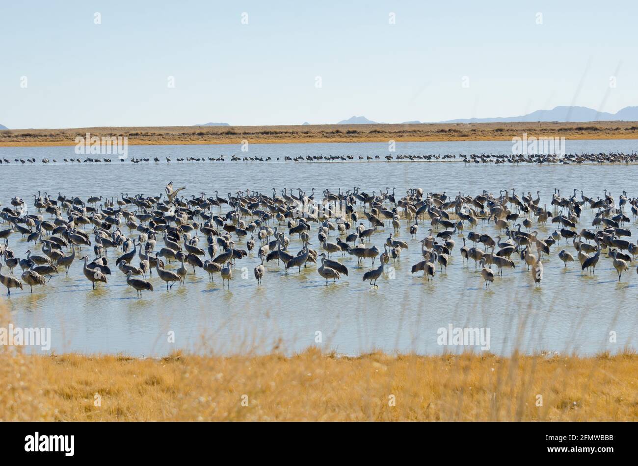Sandhill Cranes and other birds at Willcox Playa Wildlife Area, Arizona ...