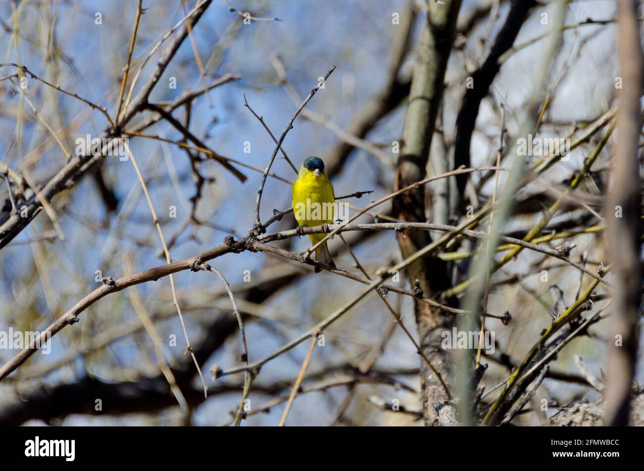 Beak finches hi-res stock photography and images - Alamy