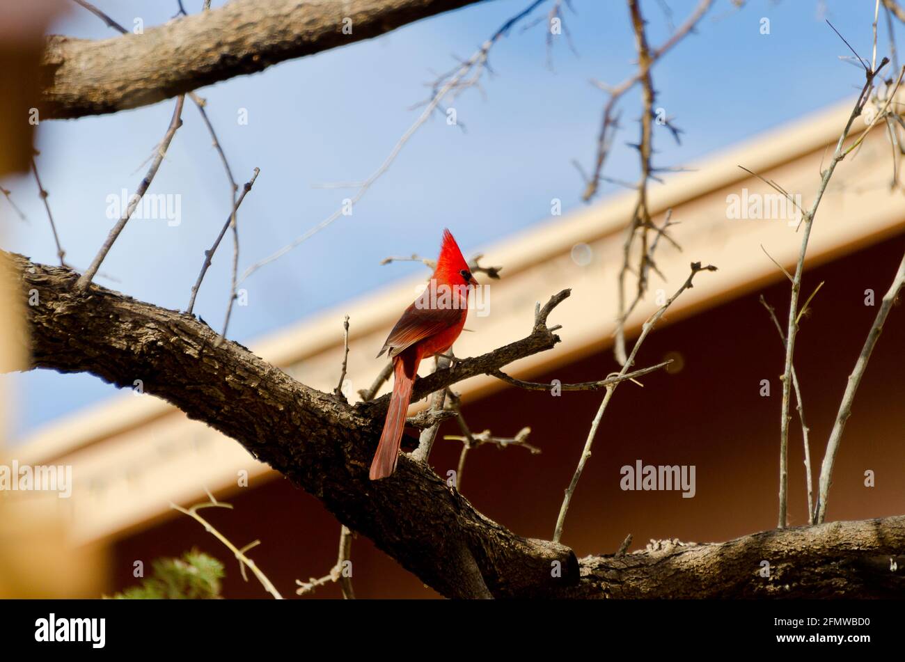 Cardinal Bird at Patagonia Lake, Arizona Stock Photo - Alamy