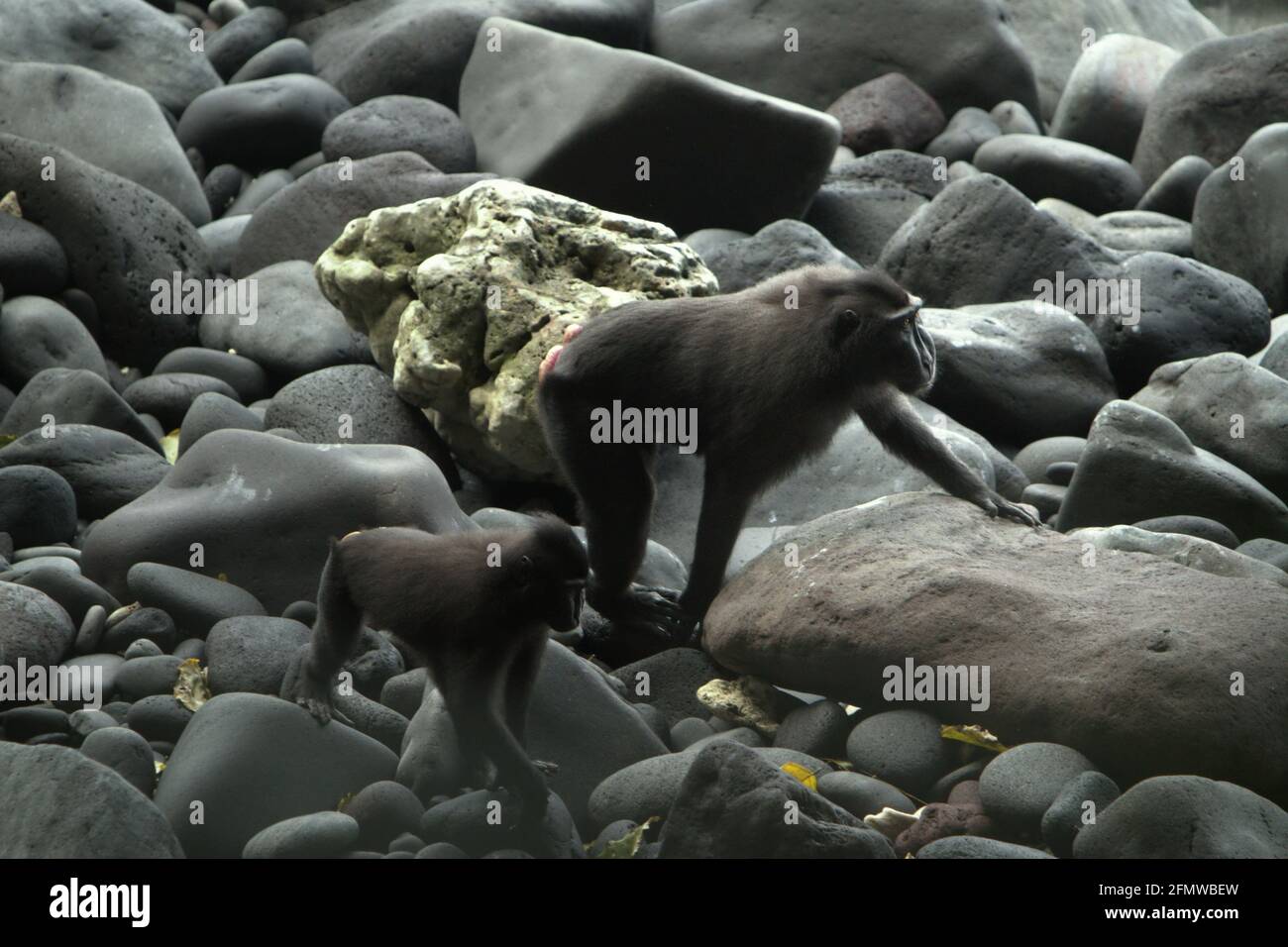 Sulawesi black-crested macaques (Macaca nigra) are foraging on rocky ...