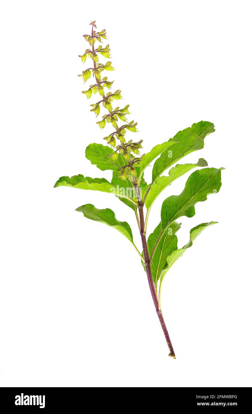 Ocimum sanctum holy basil hi-res stock photography and images - Alamy