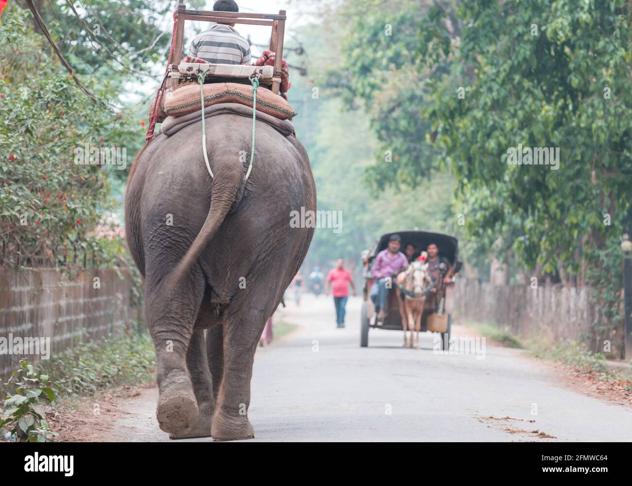 Chitvan national park hi-res stock photography and images - Alamy