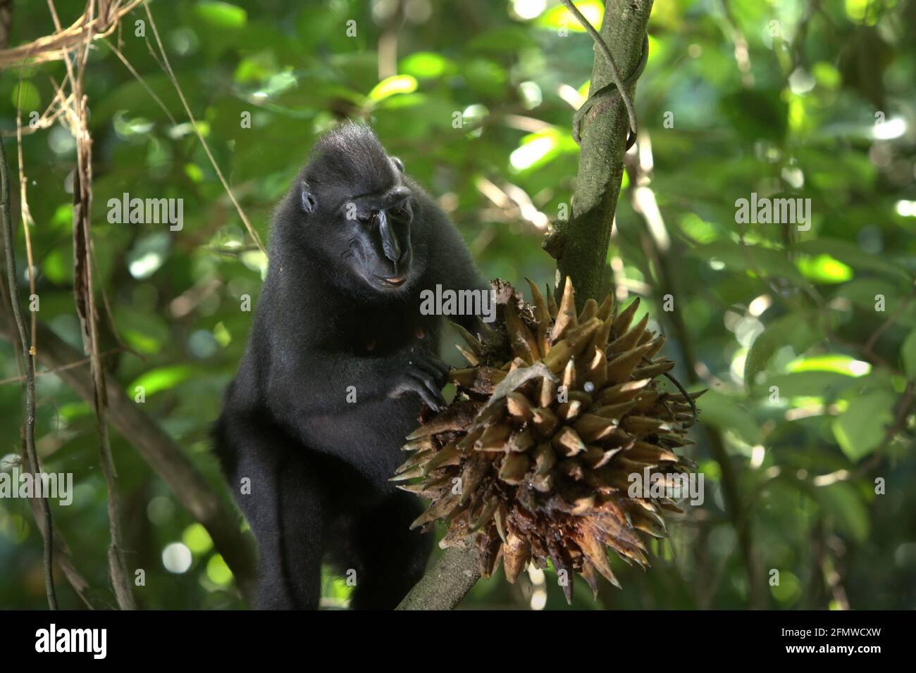 Macaque eating liana fruits hi-res stock photography and images - Alamy