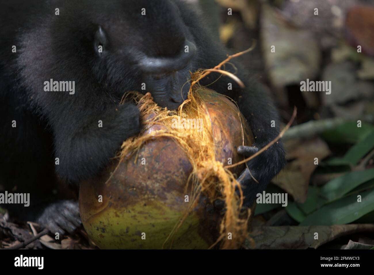 Macaque biting hi-res stock photography and images - Alamy