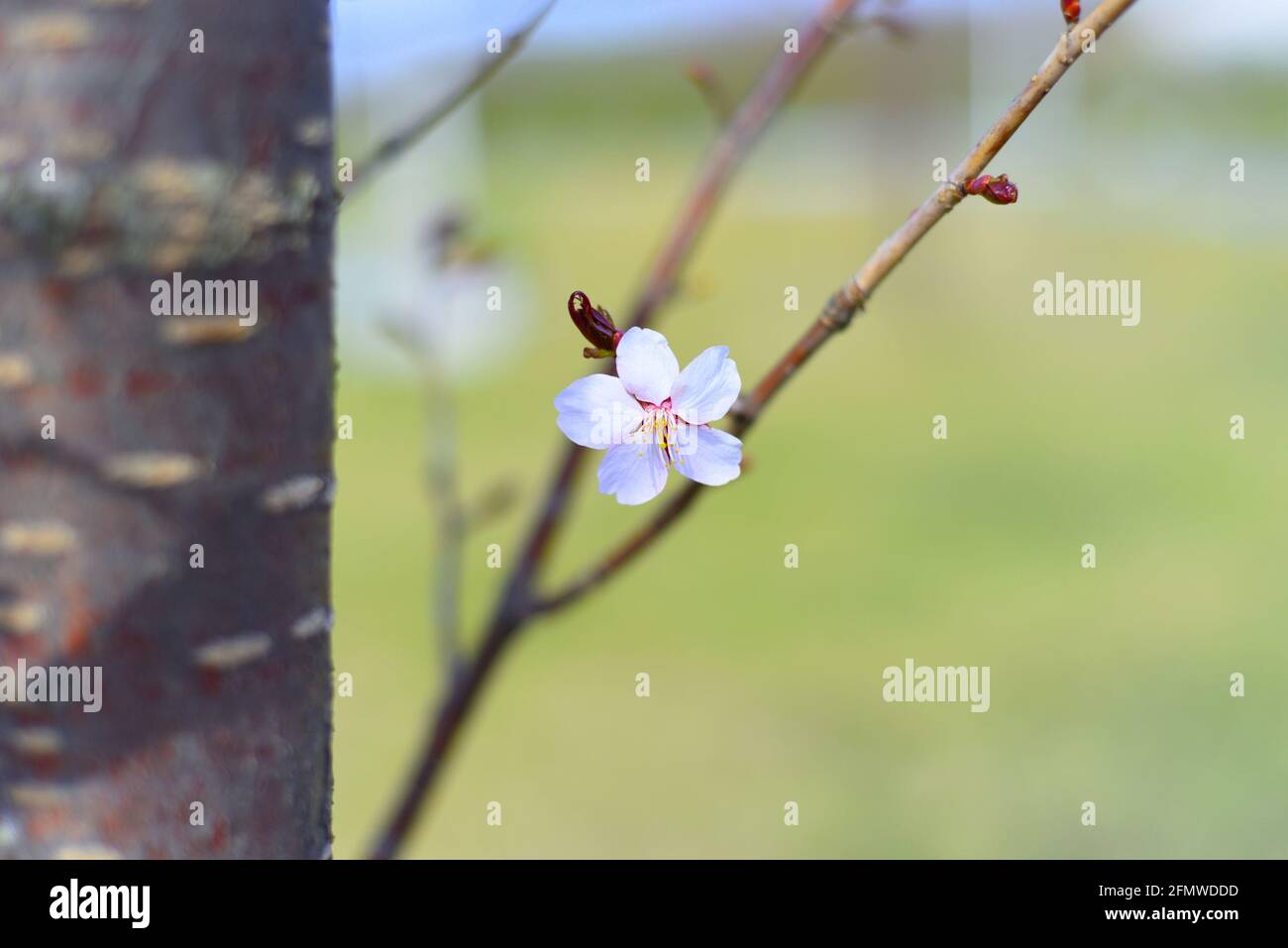 Sakura flower against green grass Stock Photo - Alamy