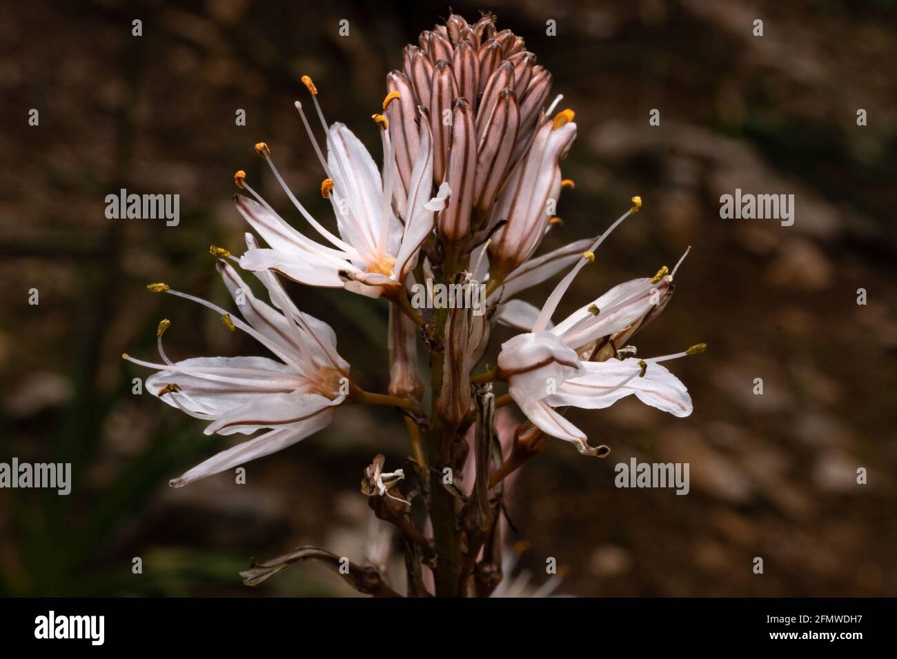 White and pink flowers of Asphodelus aestivus, the summer asphodel, a ...
