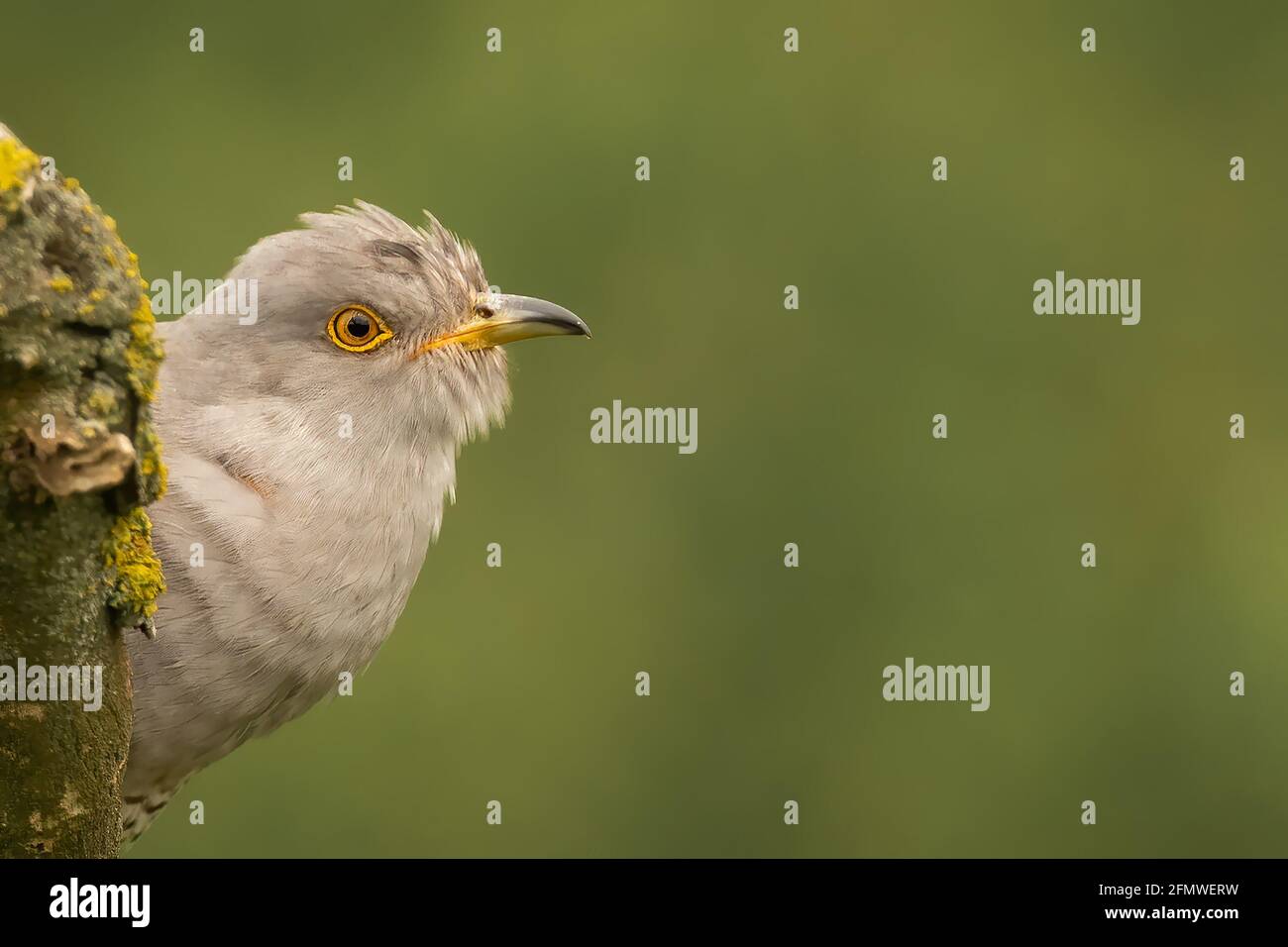 Common cuckoo (Cuculus canorus) on a green background, close up Stock ...