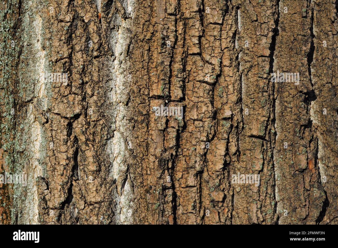 Brown and rough bark, tree trunk wood texture. Old tree bark background ...