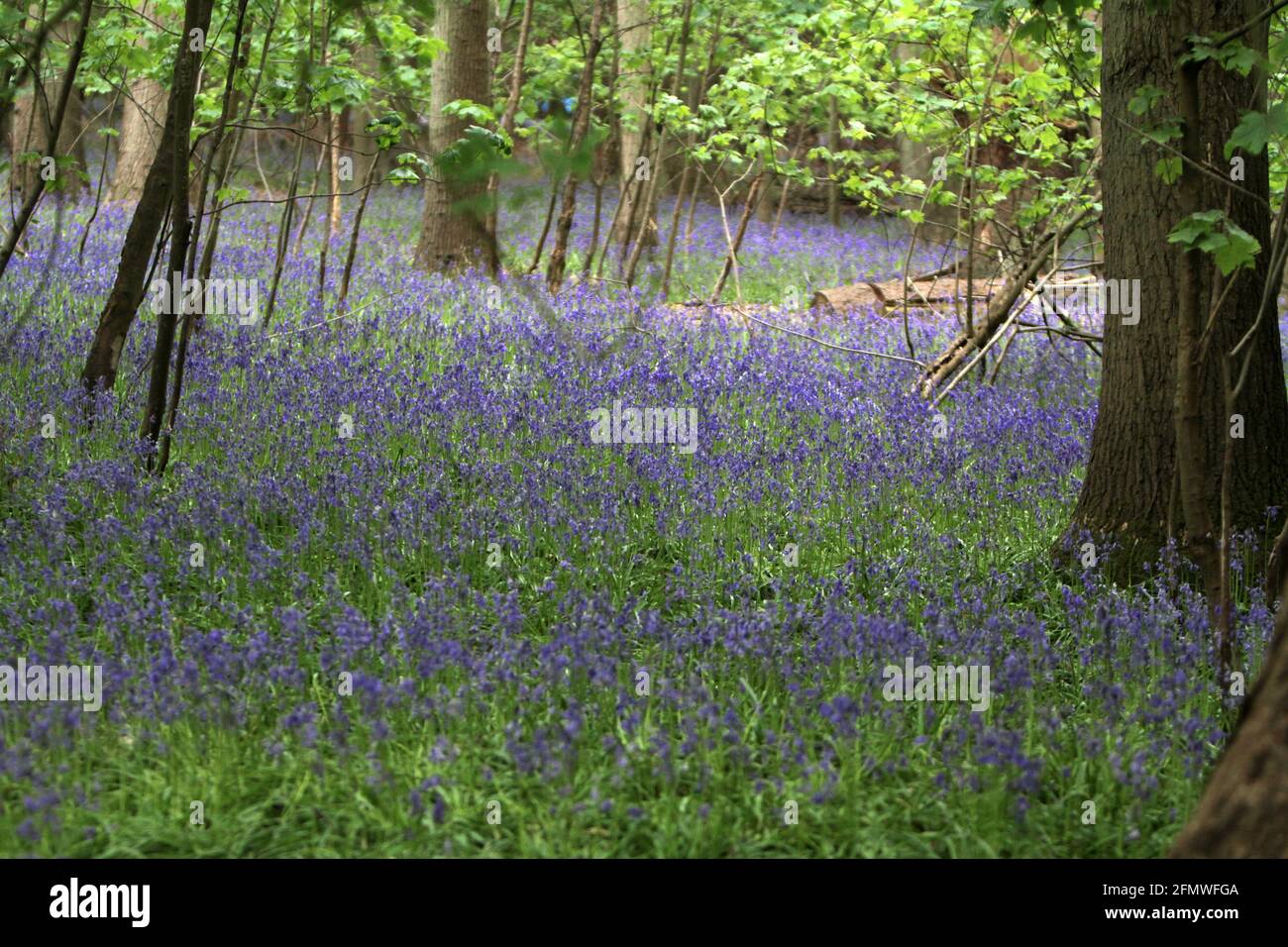 Wild Bluebells in The Woods Stock Photo - Alamy