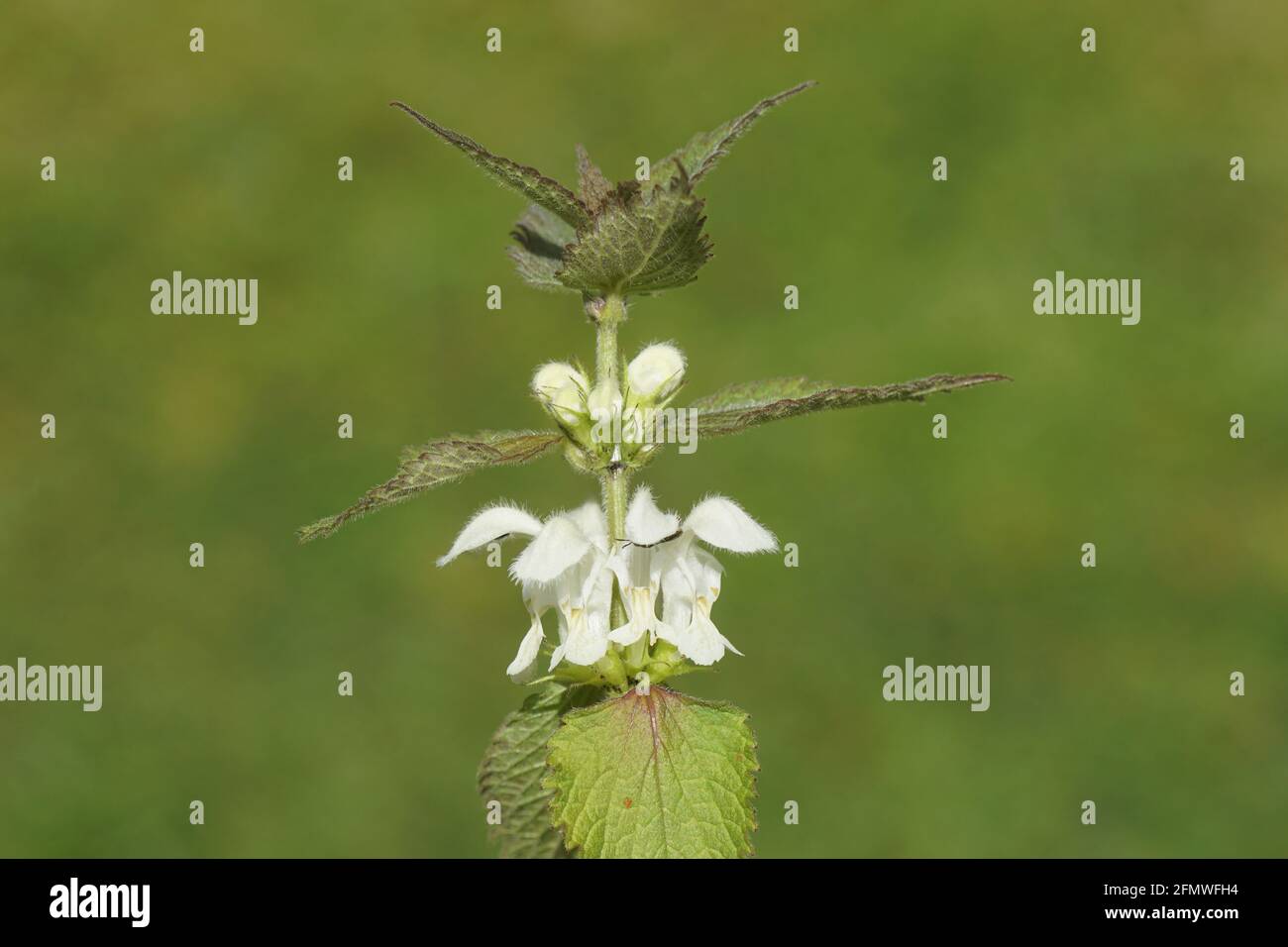 Flowers of white nettle. white dead-nettle (Lamium album). Mint family ...
