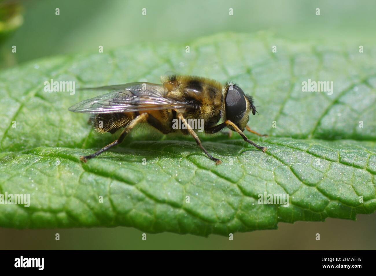 Male Batman hoverfly Myathropa florea. of family Syrphidae on a leaf of ...