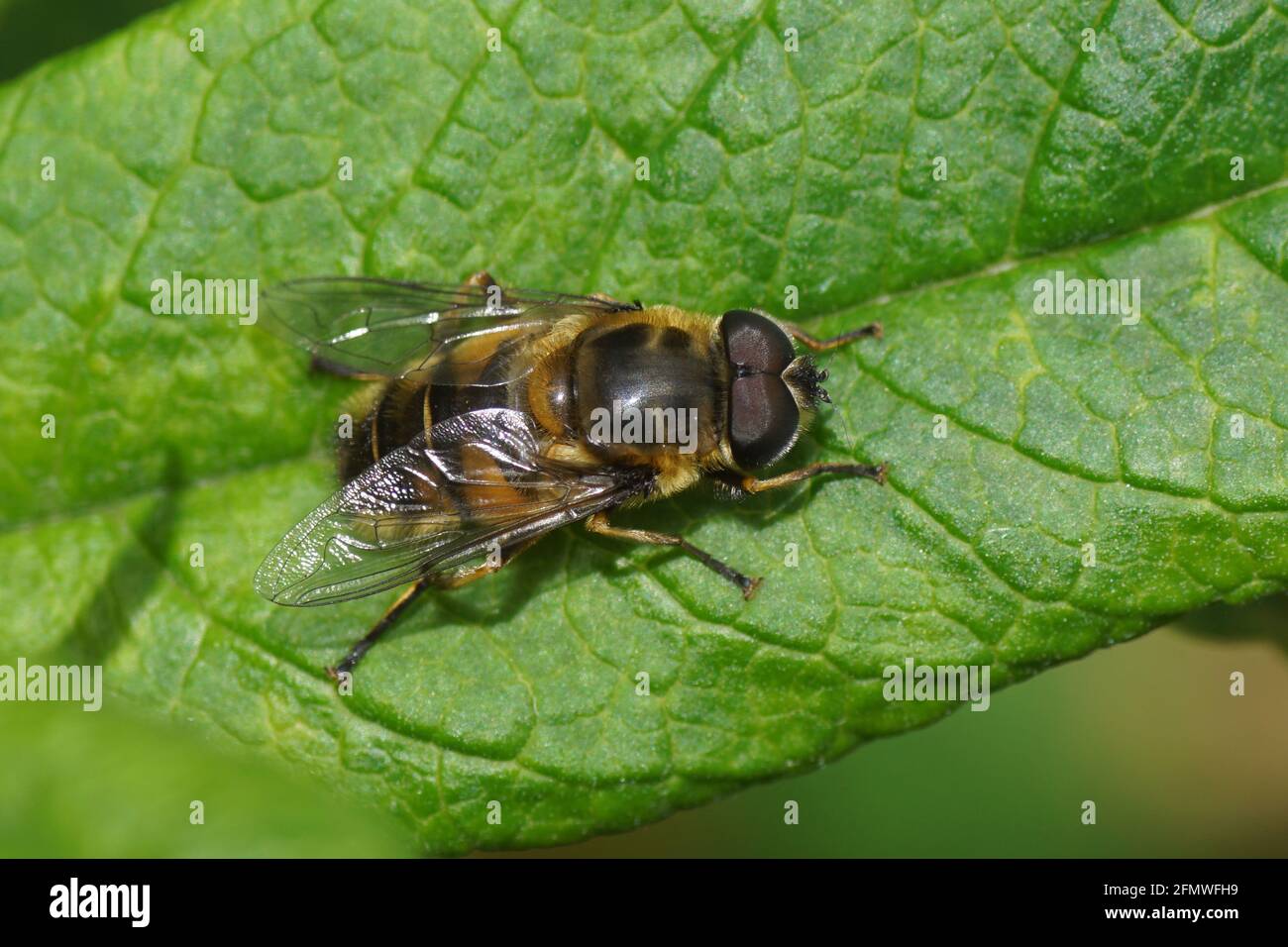 Male Batman hoverfly Myathropa florea. of family Syrphidae on a leaf of Buddleja davidii in ...