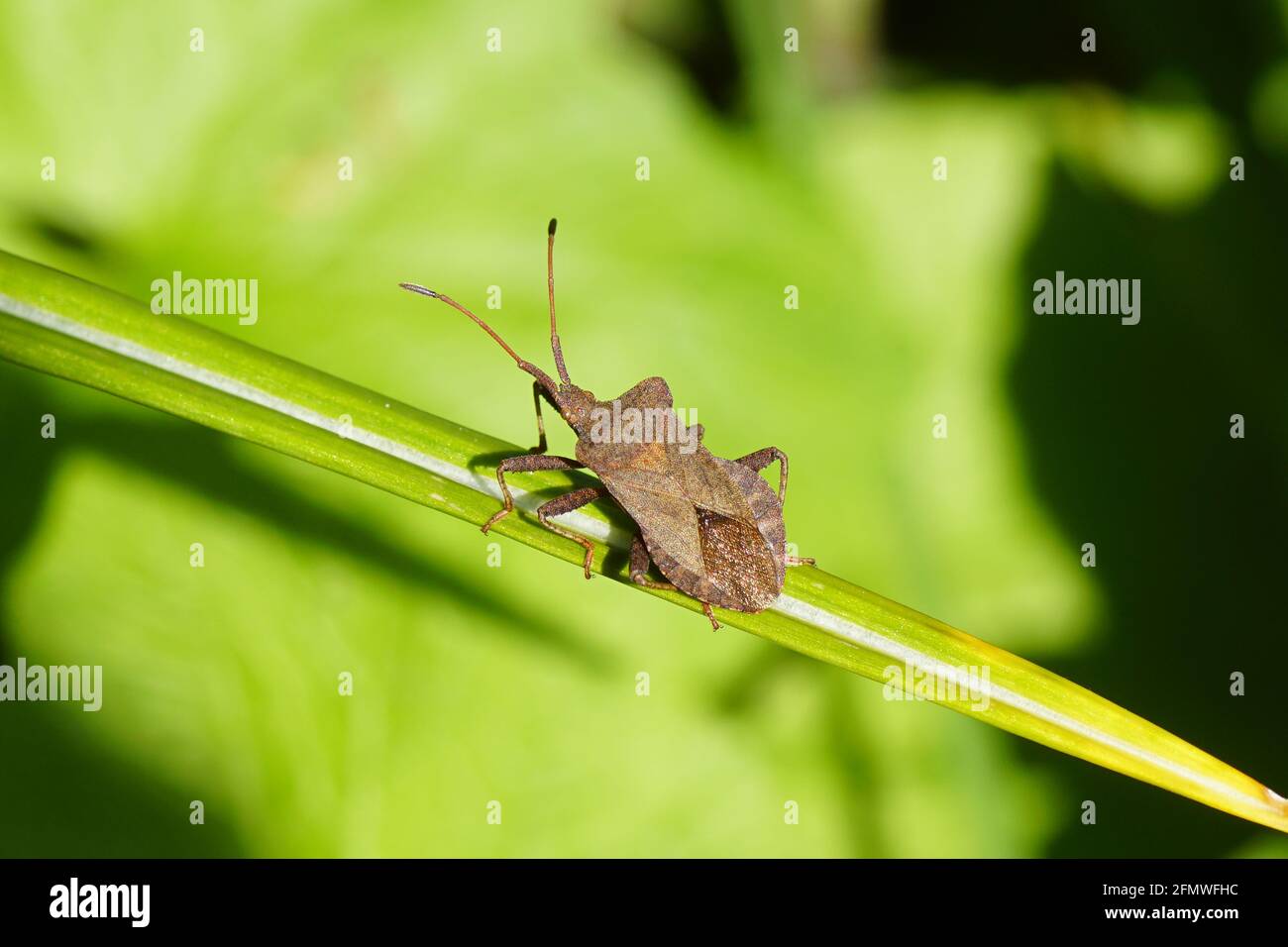 Dock bug (Coreus marginatus) of the family Coreidae on a leaf of a ...