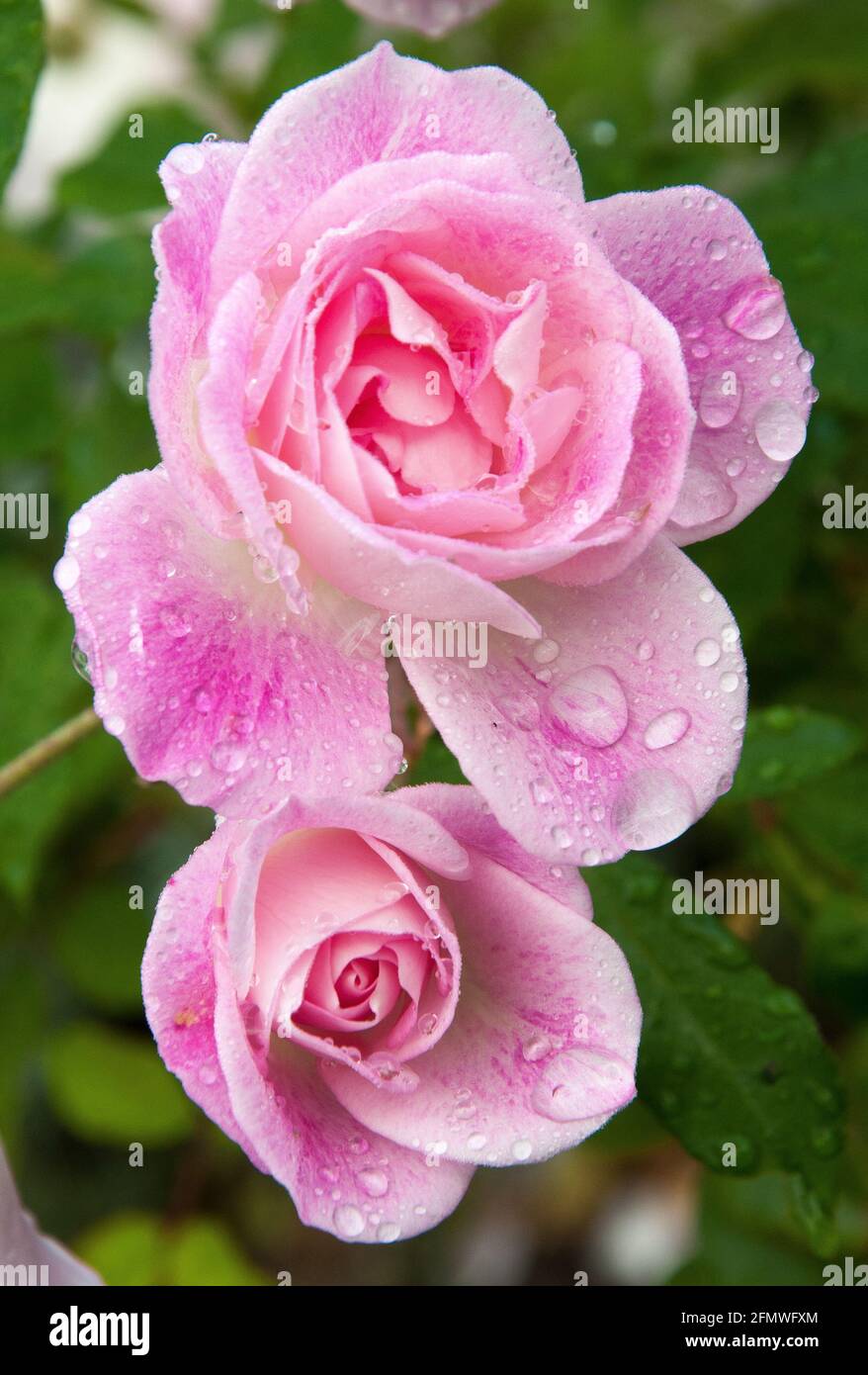 Pink iceberg roses blooming in a Melbourne garden, Autumn 2021 Stock ...