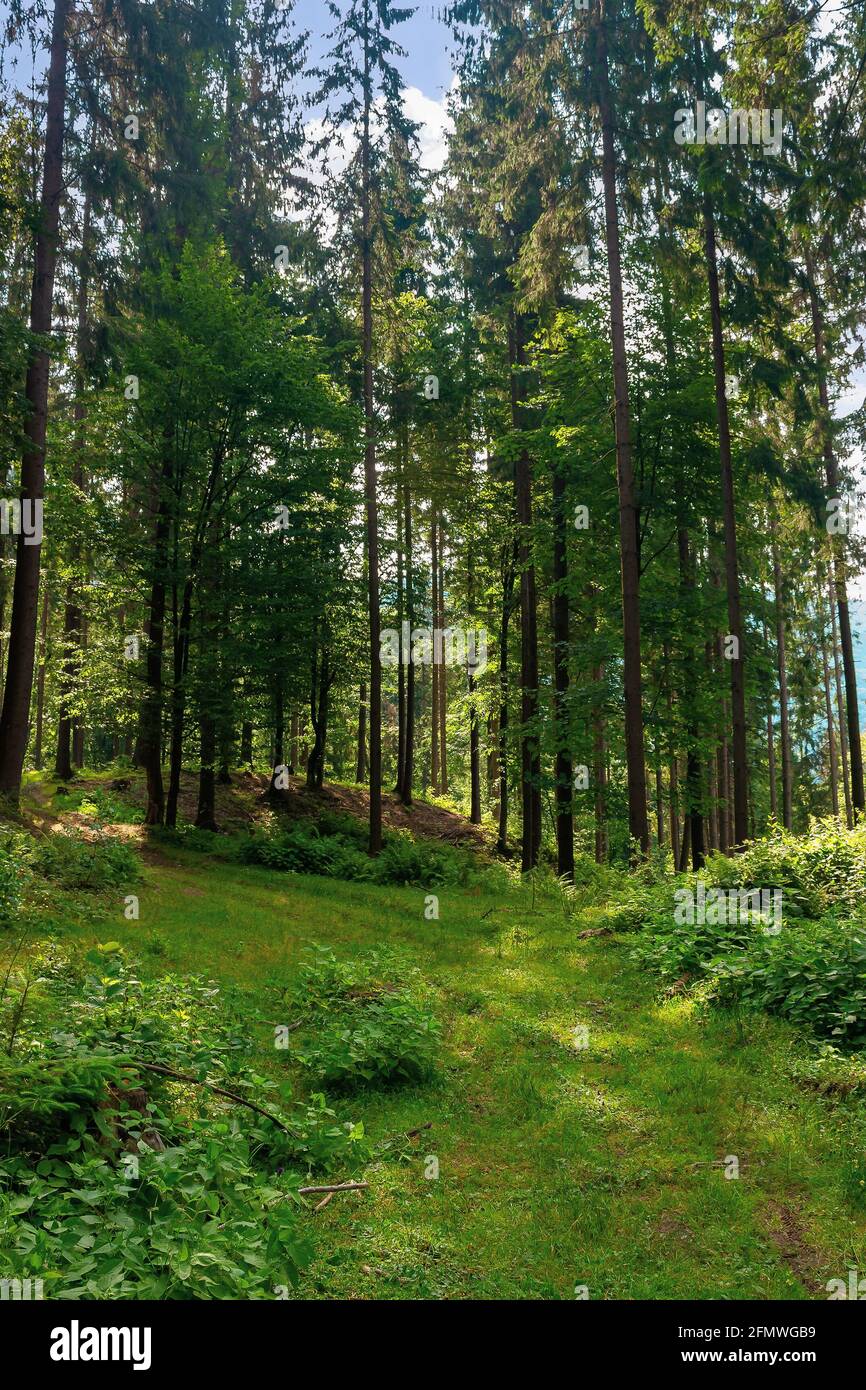 mixed forest on the sunny summer day. grassy ground in dappled light ...